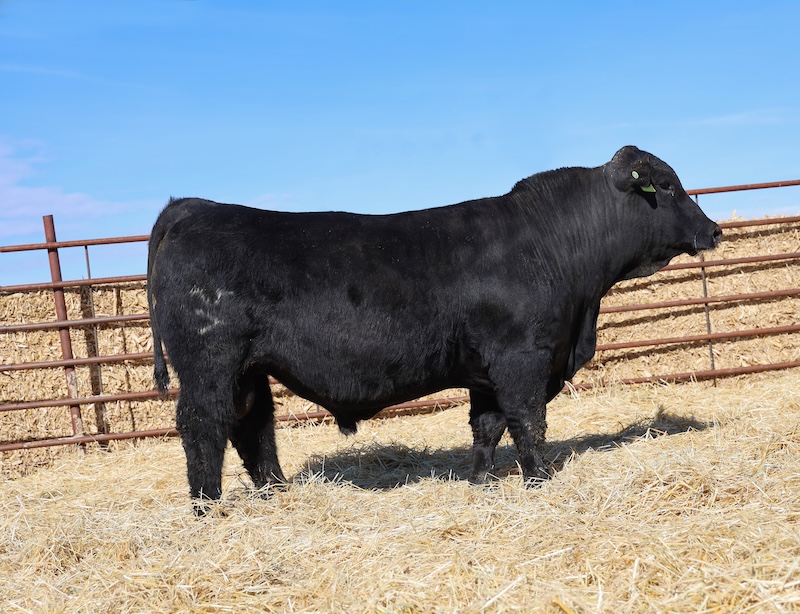 Pot of Gold Bull Sale | Annual Gelbvieh & Balancer Sale